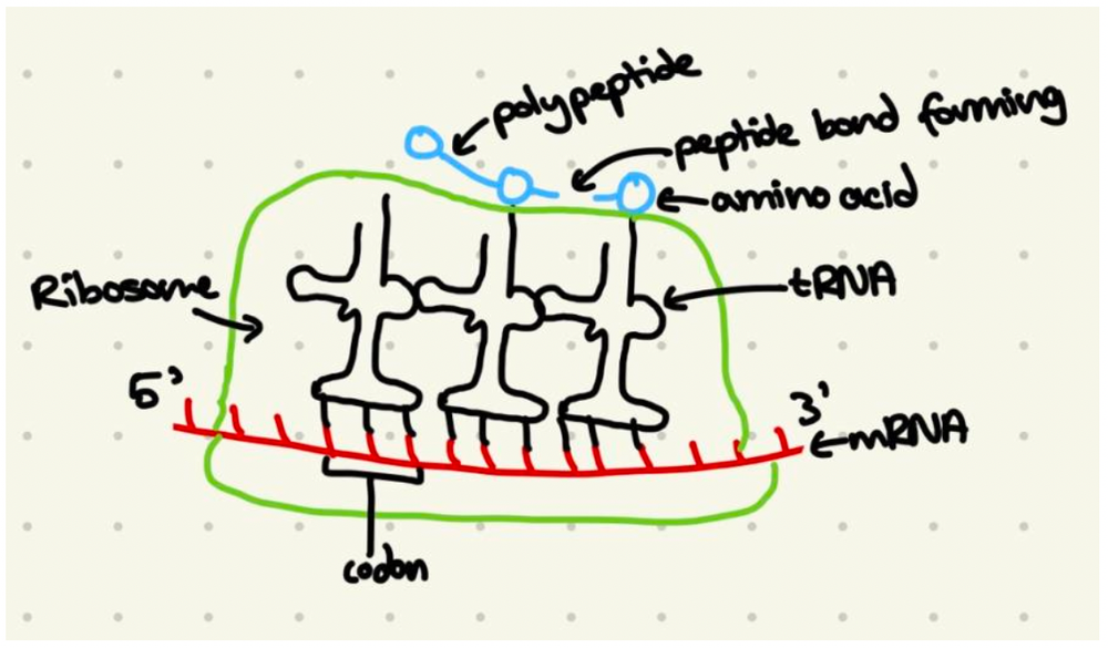 IB Biology: The Ultimate guide to Perfecting Biology Drawings (updated ...